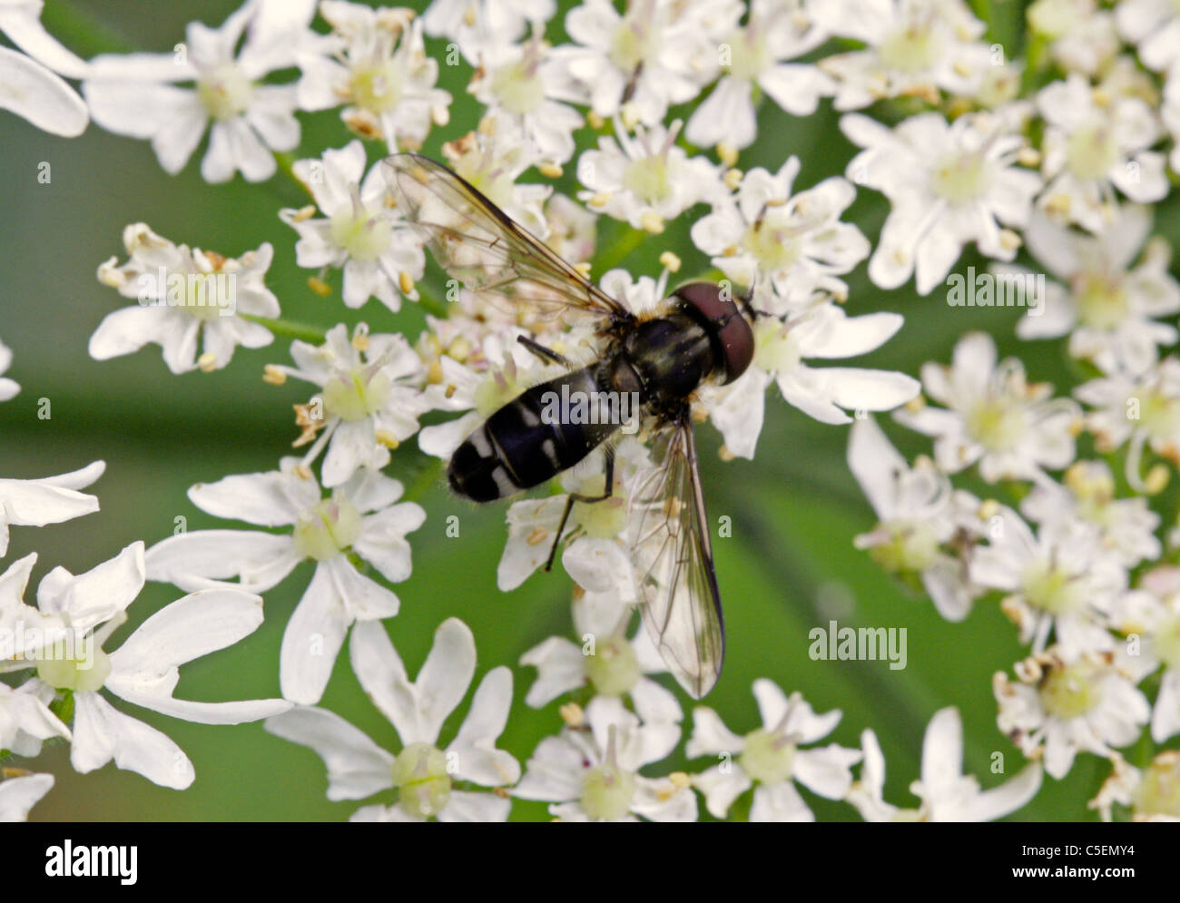Hoverfly, Leucozona laternaria, Syrphidae, Diptera. Male Stock Photo ...