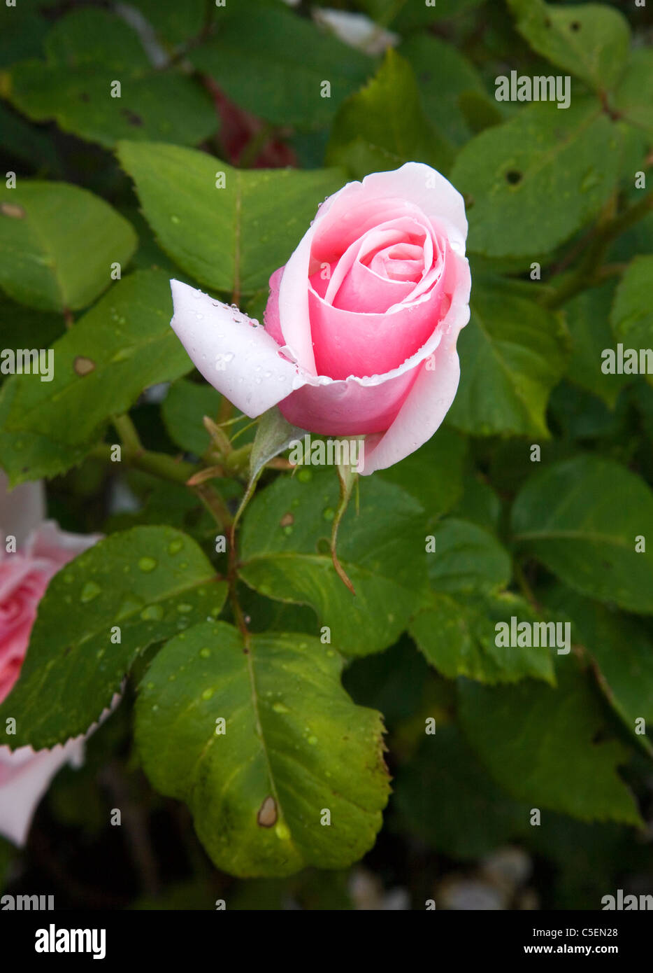 A pink rose after a rain storm Stock Photo - Alamy