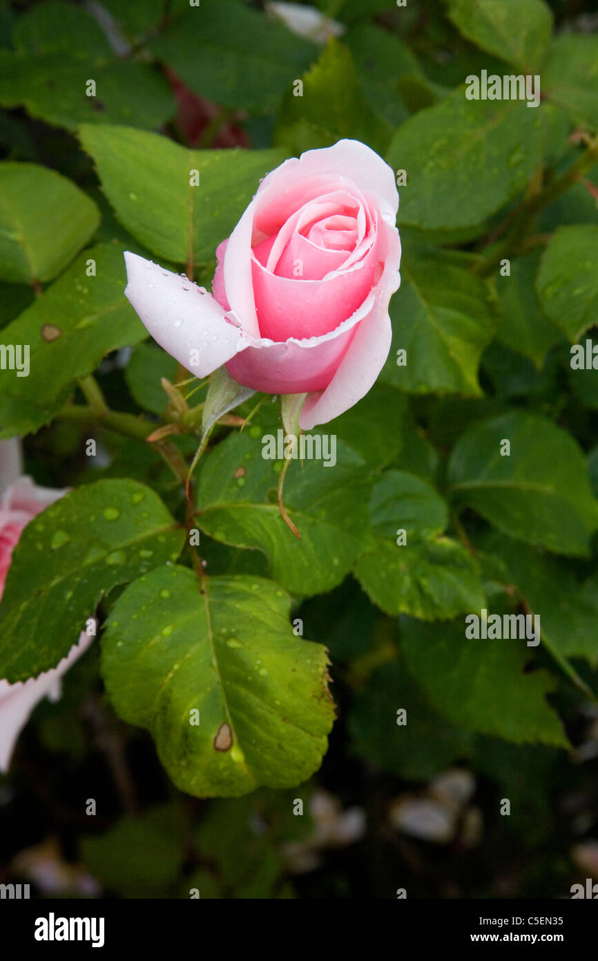 A pink rose after a rain in a garden Stock Photo - Alamy