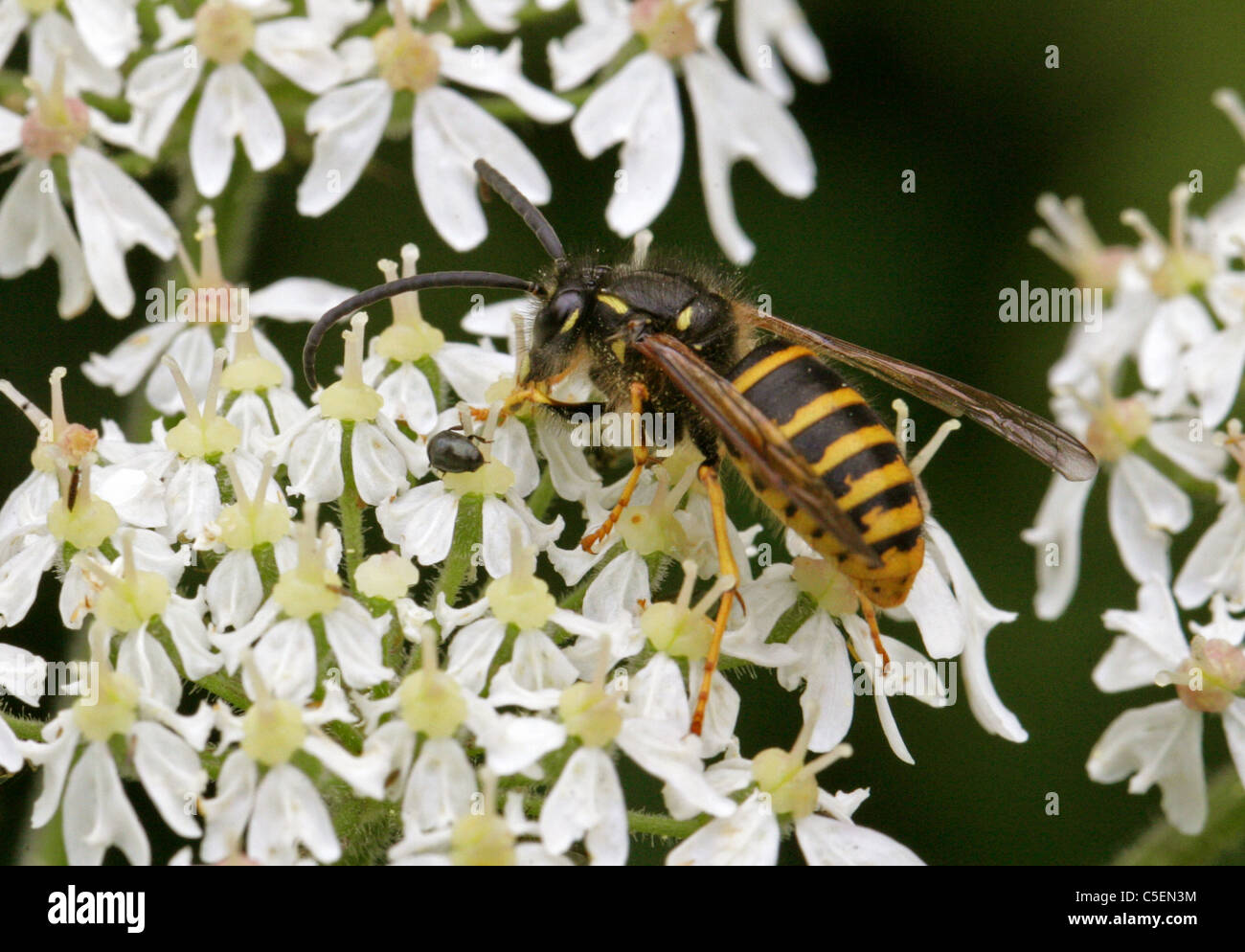 Median Wasp, Dolichovespula media, Vespinae, Vespidae, Apocrita ...