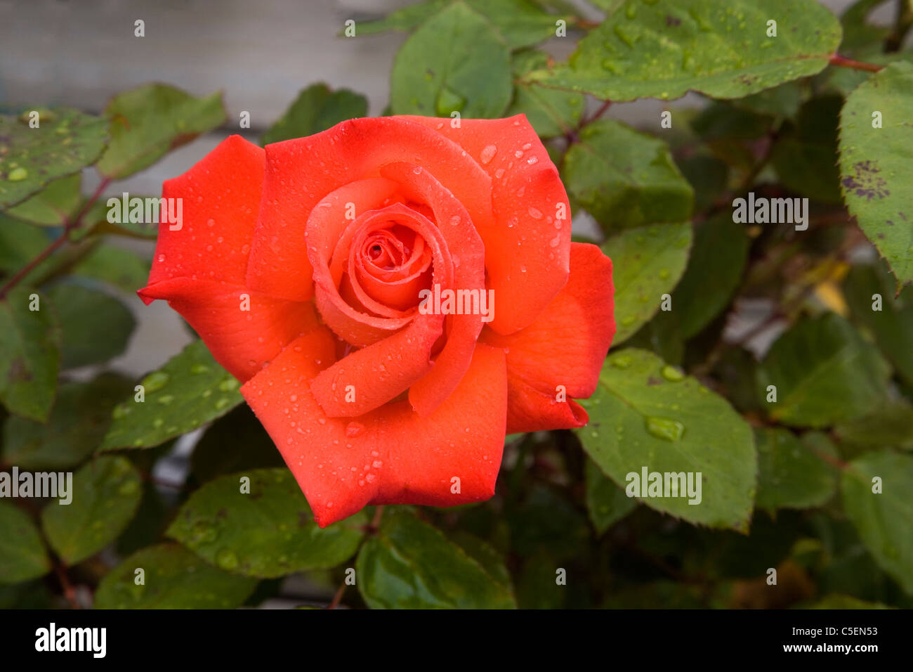 A bright red rose in a garden after a rain storm Stock Photo - Alamy