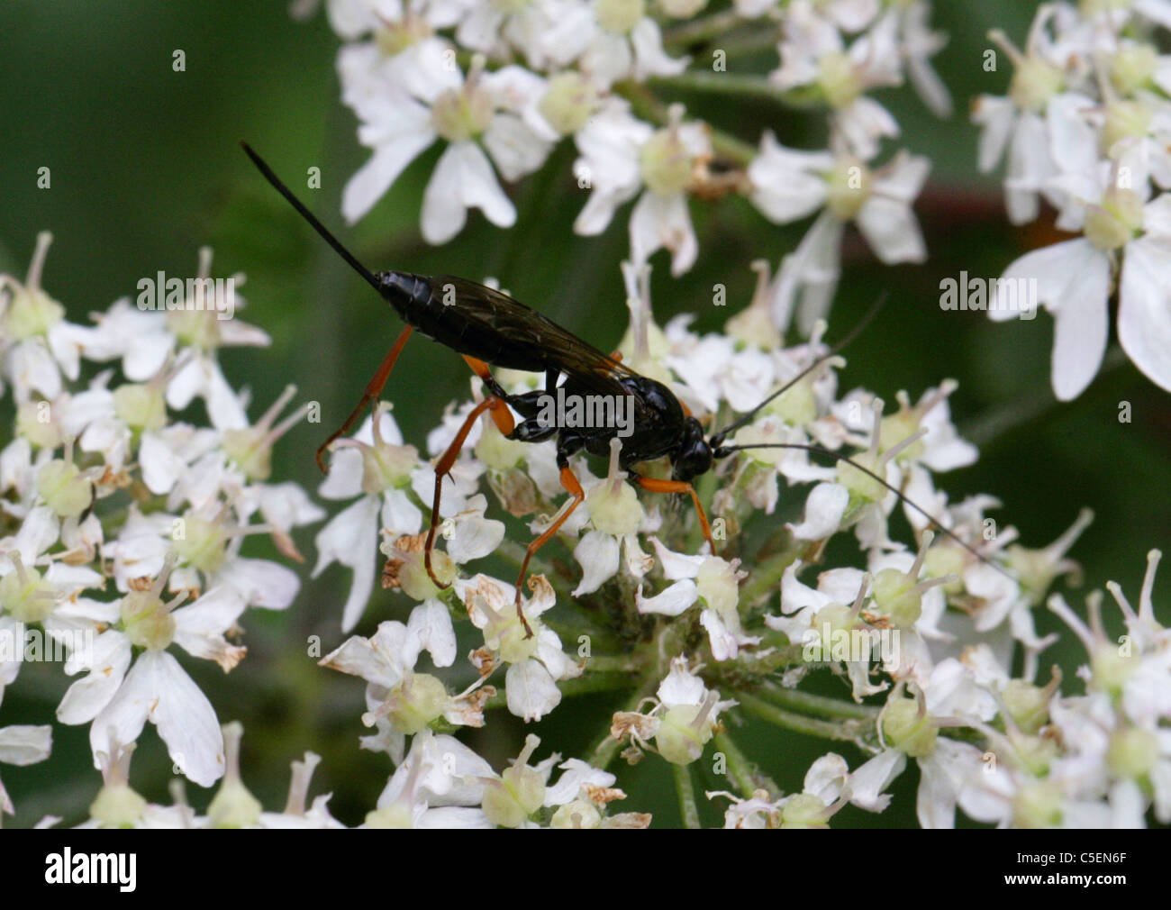 Ichneumon Wasp, Pimpla hypochondriaca, Ichneumonidae, Apocrita ...