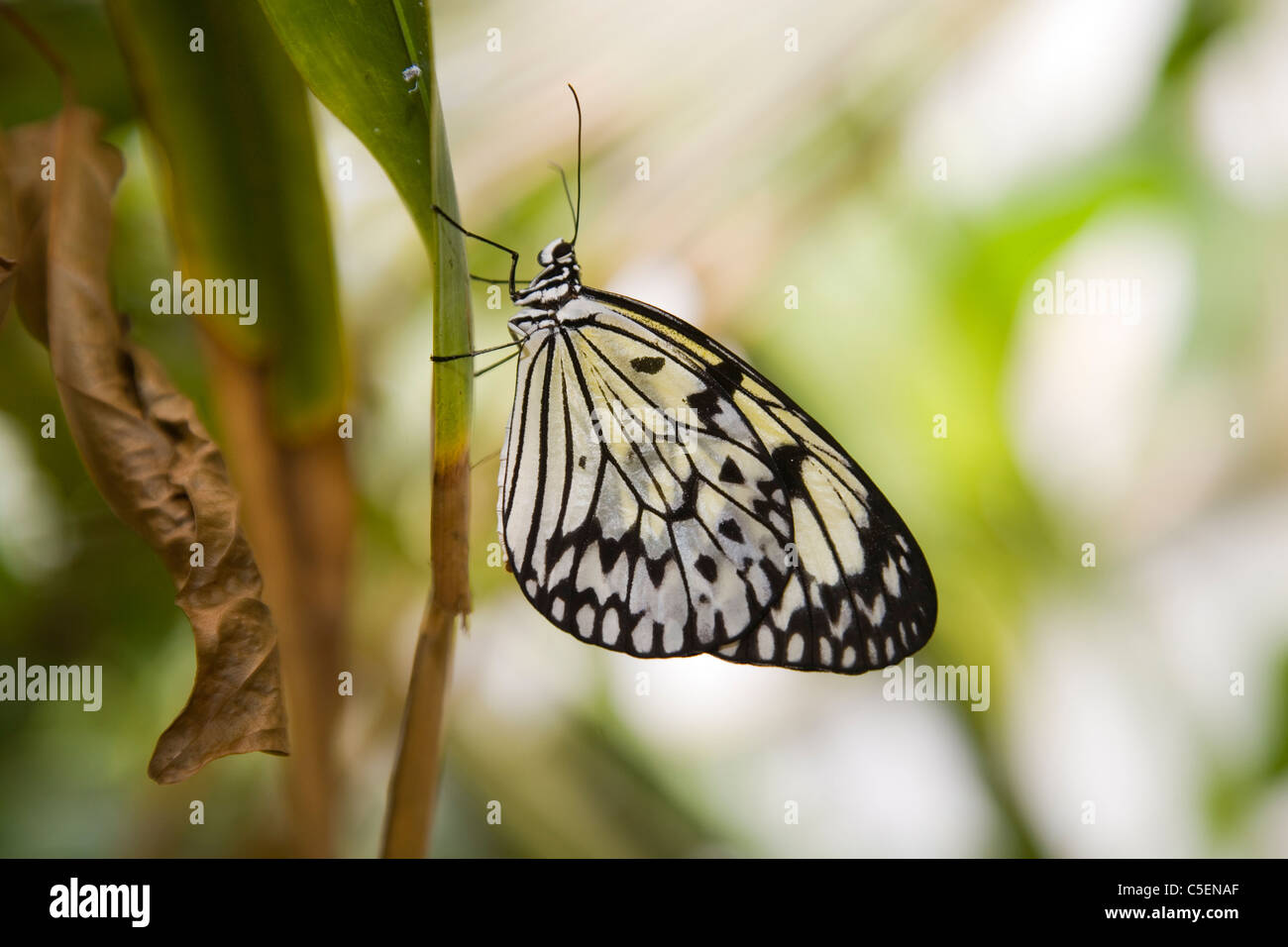 White tree nymph butterfly, Idea leuconoe, common to Malaysia Stock ...