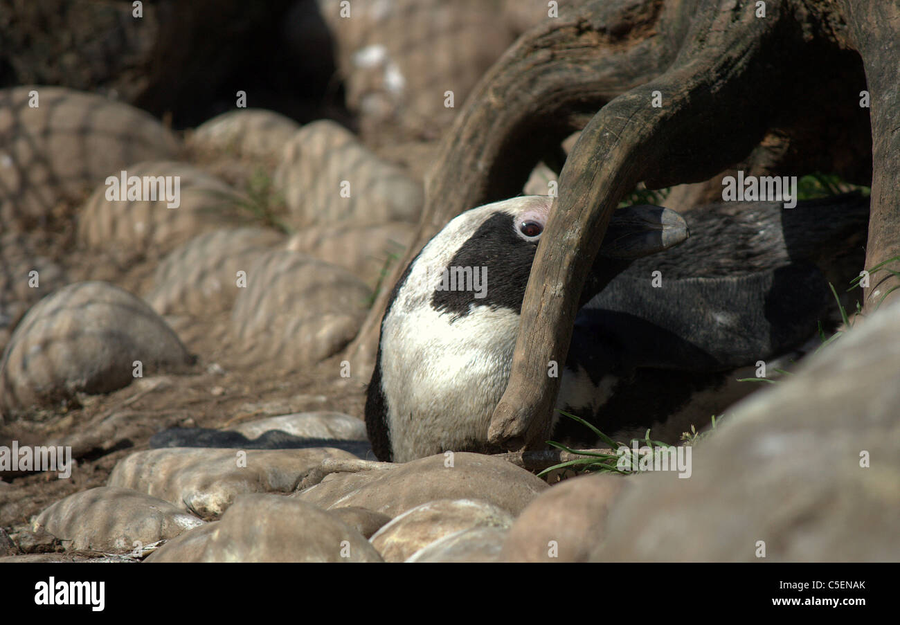 African penguin at bristol zoo (Removed white printed number on wing ...