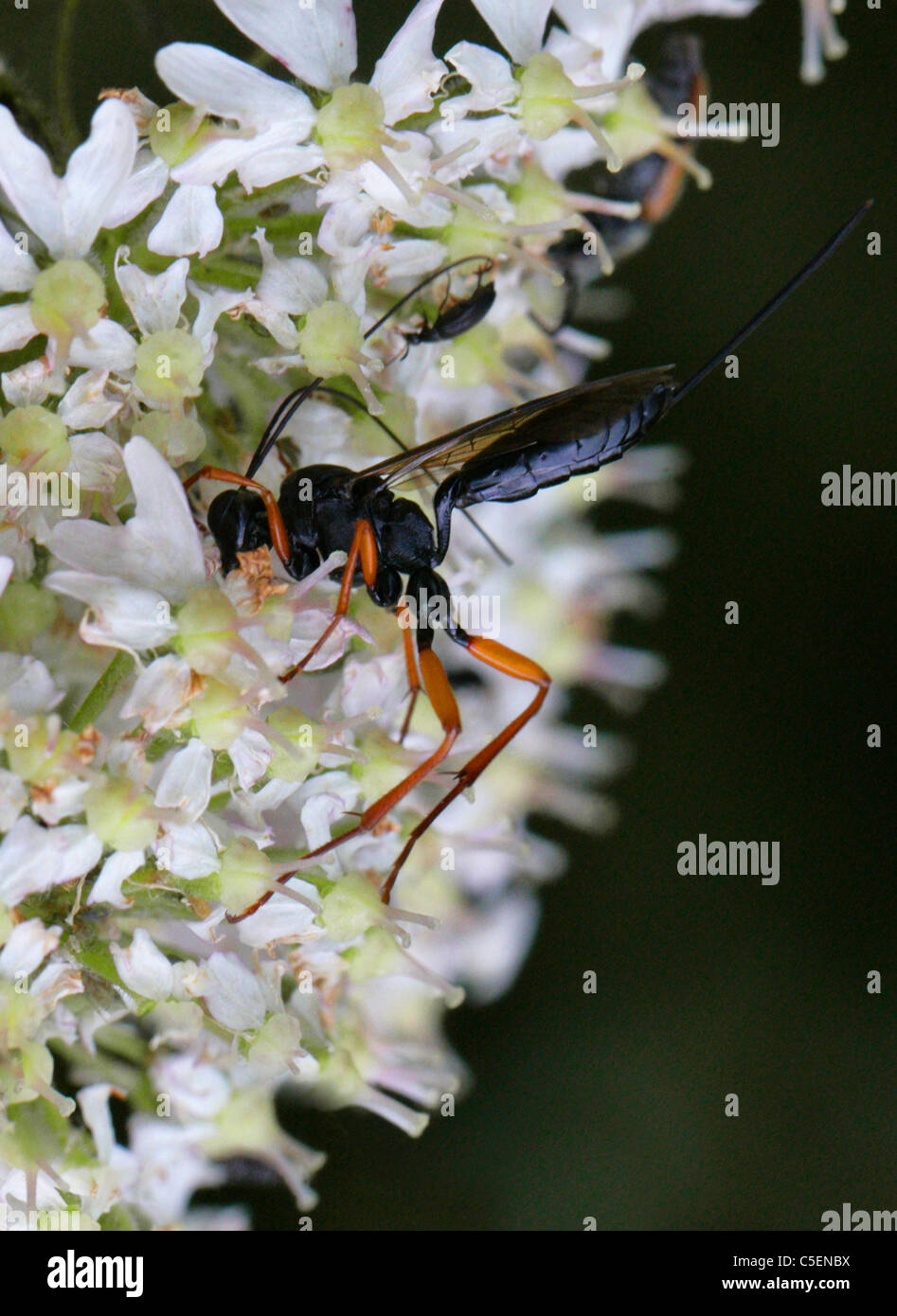 Ichneumon Wasp, Pimpla hypochondriaca, Ichneumonidae, Apocrita ...