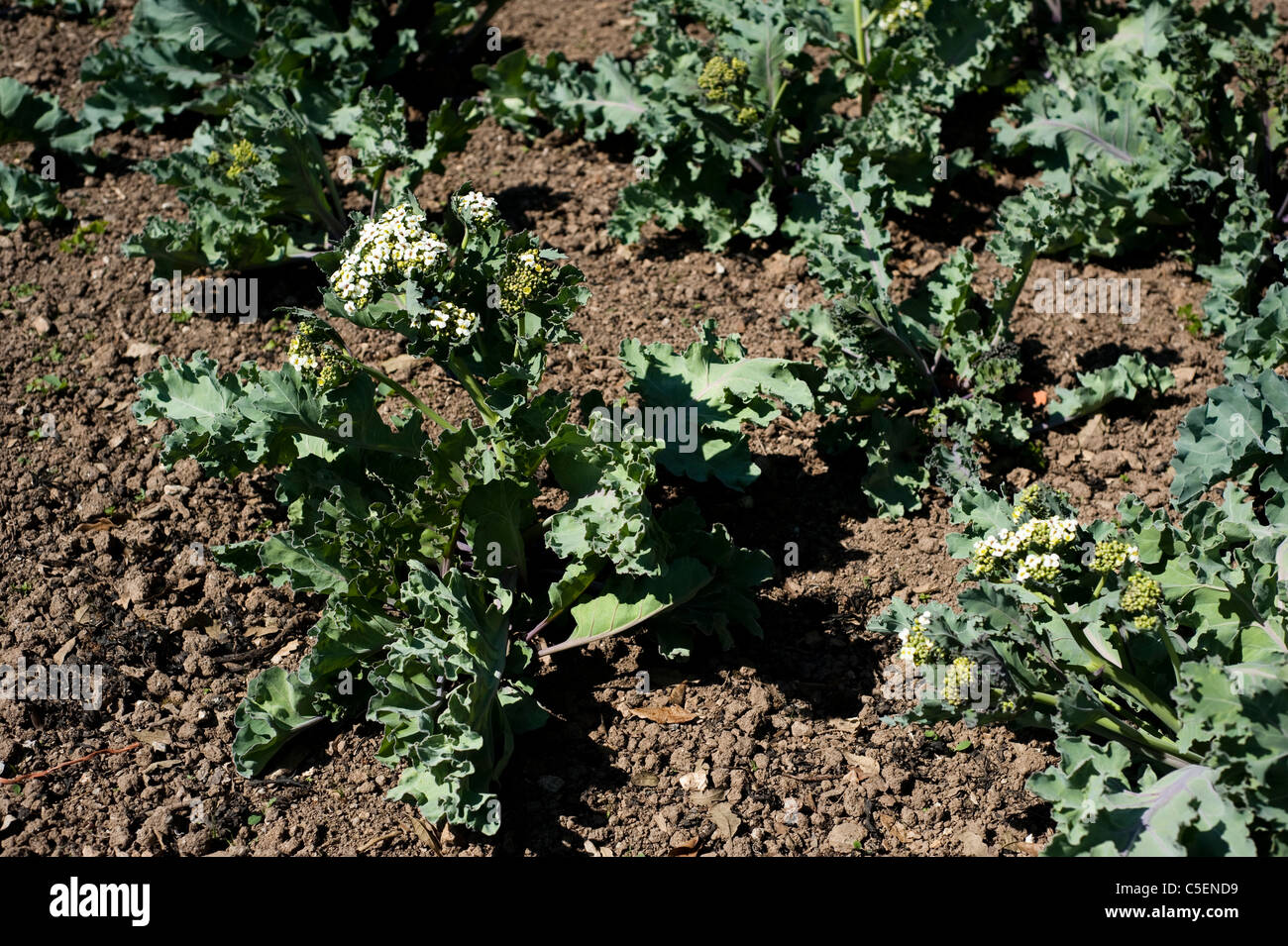 Sea Kale, Crambe maritima, in flower Stock Photo - Alamy