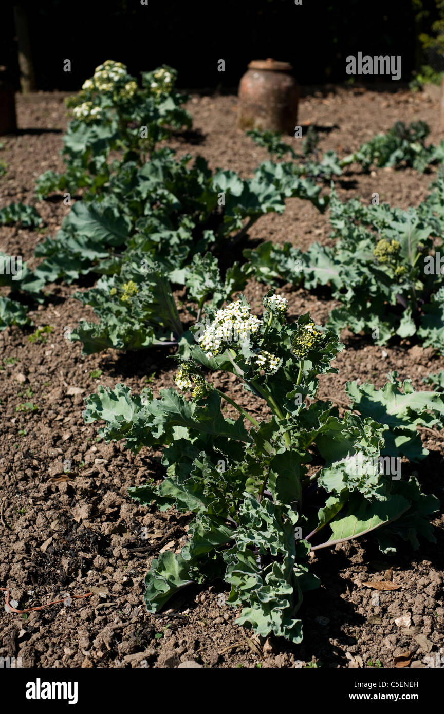 Sea Kale, Crambe maritima, in flower Stock Photo - Alamy
