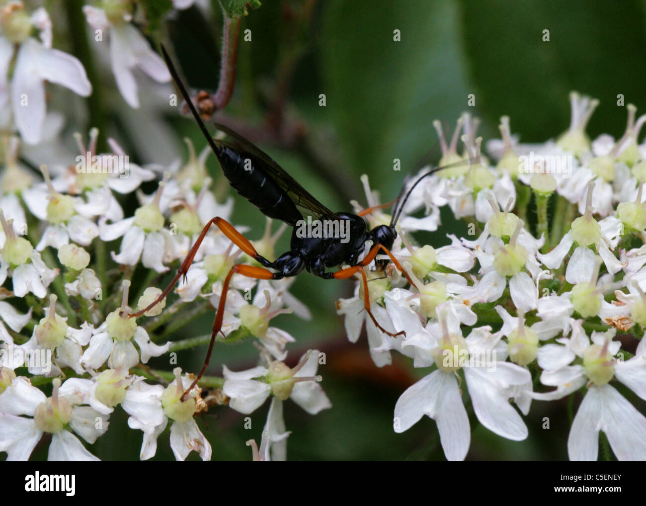 Ichneumon Wasp, Pimpla hypochondriaca, Ichneumonidae, Apocrita ...