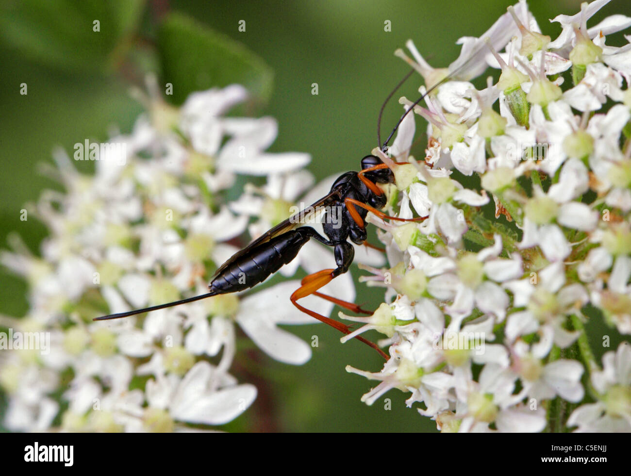 Ichneumon Wasp, Pimpla hypochondriaca, Ichneumonidae, Apocrita ...