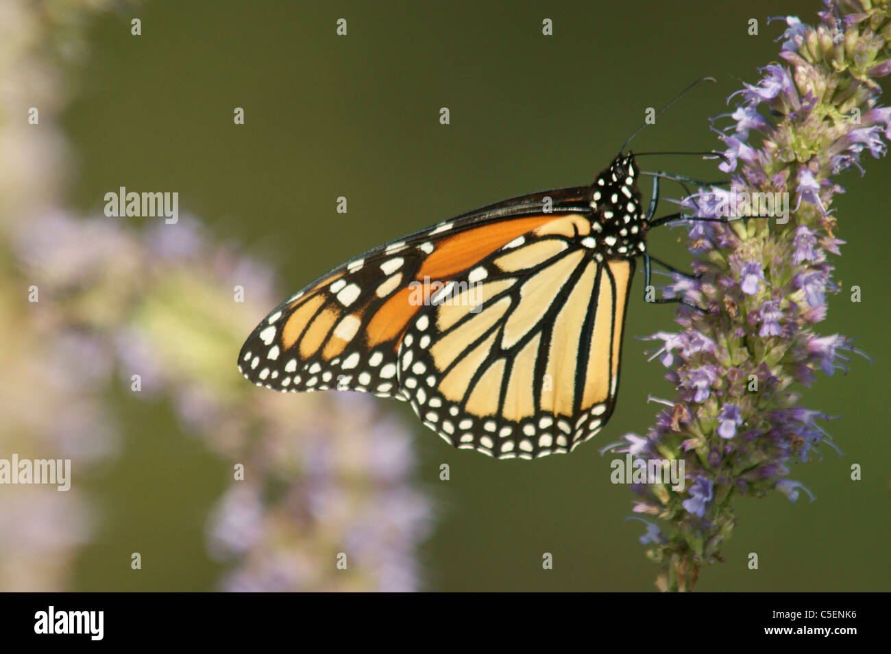 Monarch butterfly, danaus plexippus Stock Photo - Alamy