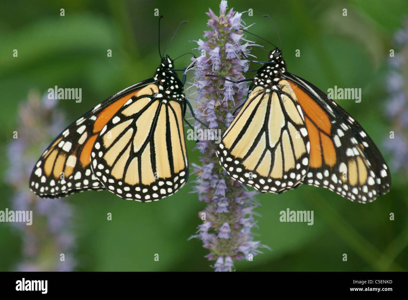 Monarch butterflies, danaus plexippus Stock Photo - Alamy