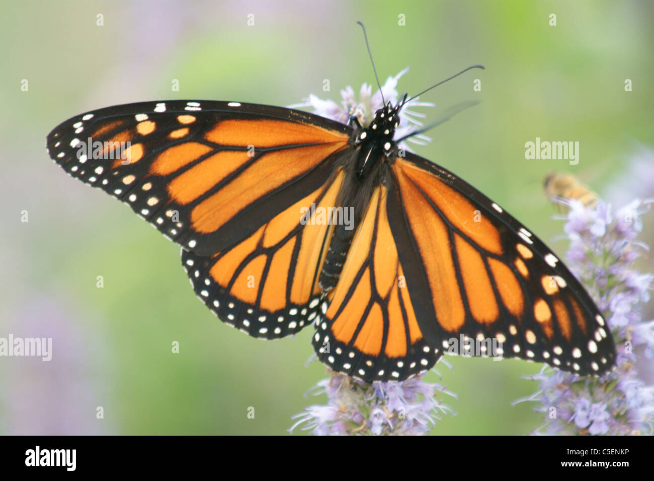 Monarch butterfly, danaus plexippus Stock Photo - Alamy