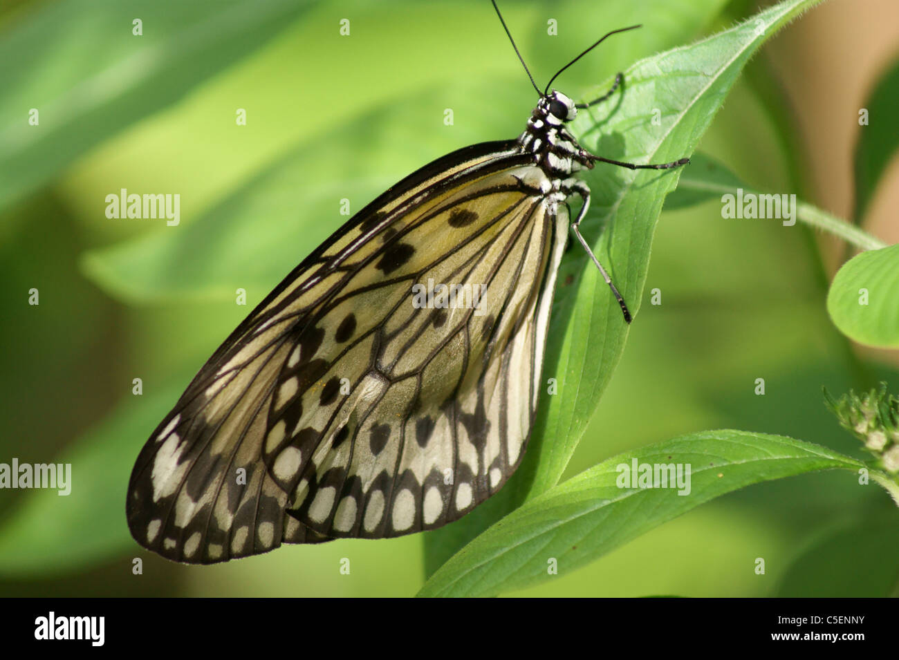 Dryad or tree nymph with her tree hi-res stock photography and images ...