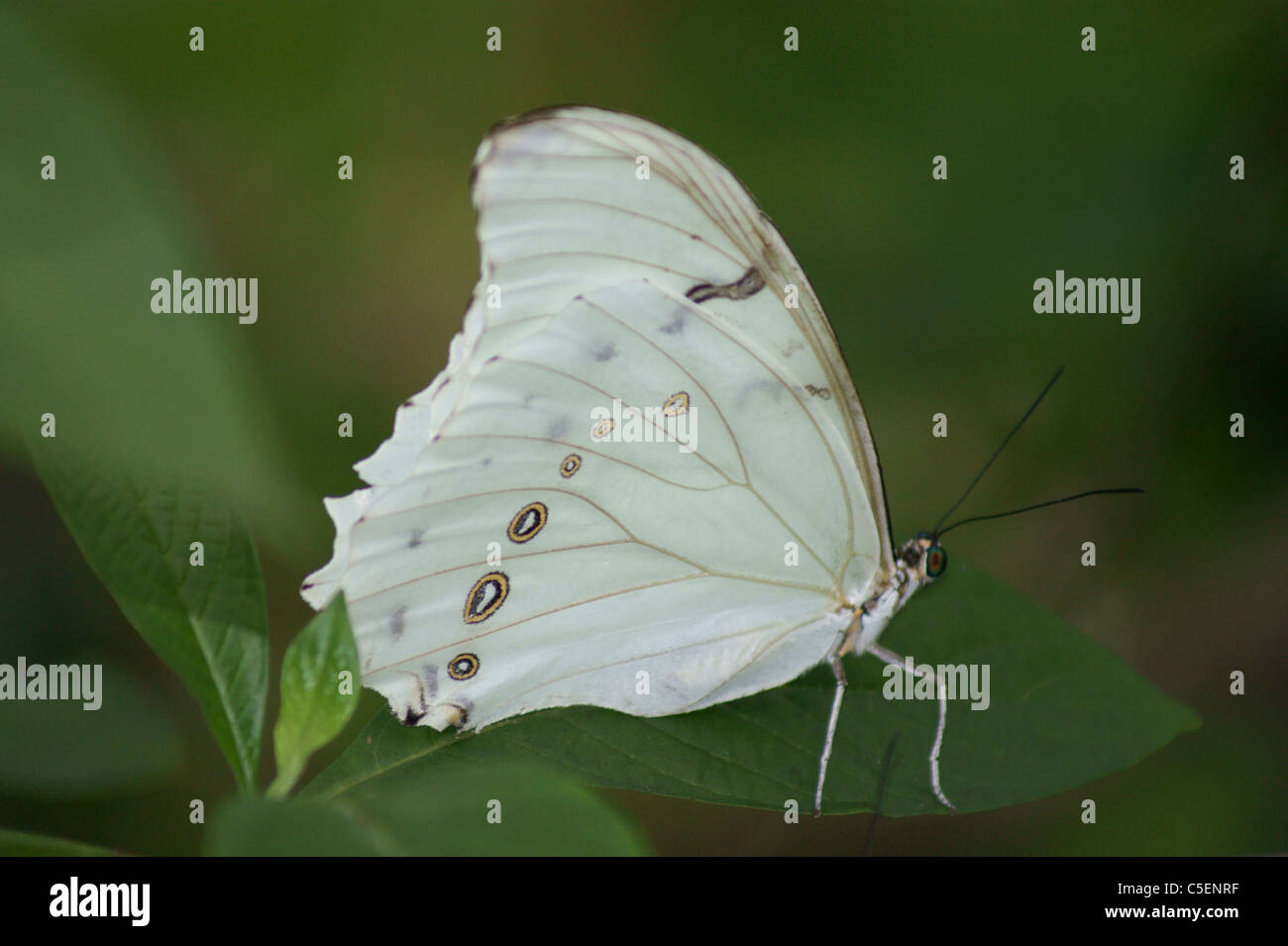 White morpho morpho polyphemus hi-res stock photography and images - Alamy