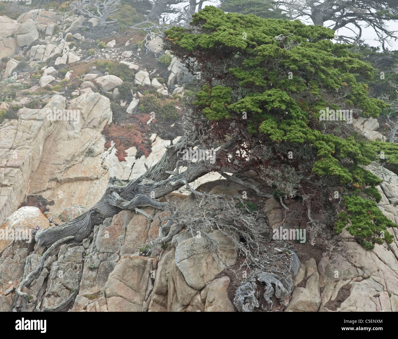 Cypress tree on cliff Stock Photo - Alamy