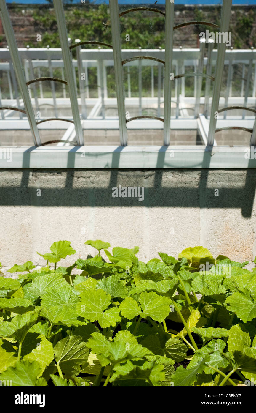Brick cold frames hi-res stock photography and images - Alamy
