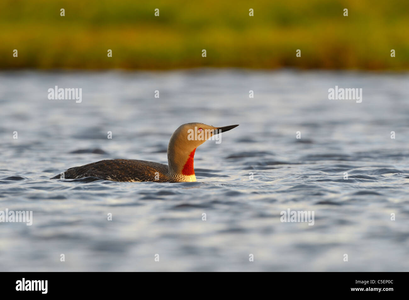 Red-throated Diver, Gavia stellata, Fetlar, Shetland Islands, Scotland ...