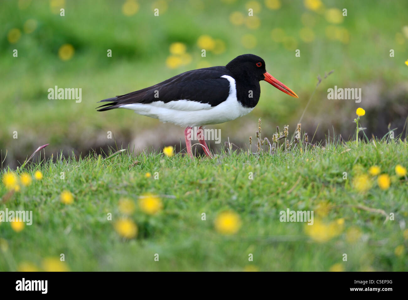 Northern Oystercatcher, Haematopus ostralegus, Fetlar, Shetland Islands ...