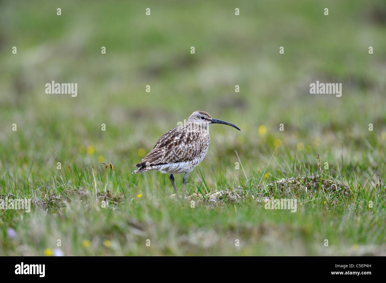 Whimbrel, Numenius phaeopus, on moorland of Fetlar, Shetland Islands ...