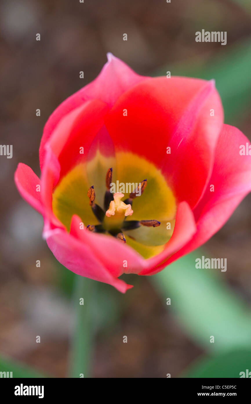 Tulip flower in bloom Stock Photo - Alamy