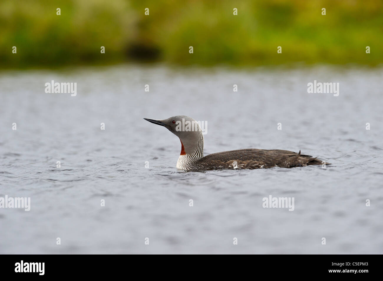 Red-throated Diver, Gavia stellata, Fetlar, Shetland Islands, Scotland ...