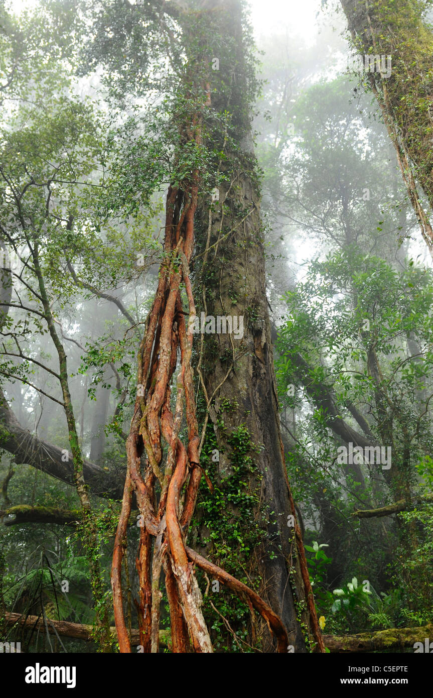 Rimu tree hi-res stock photography and images - Alamy