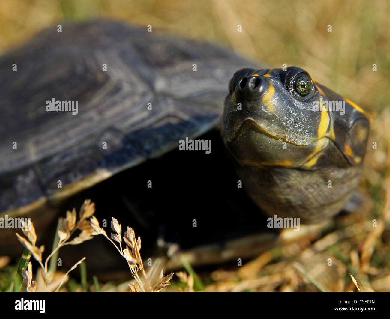 Yellow spotted river turtle hi-res stock photography and images - Alamy