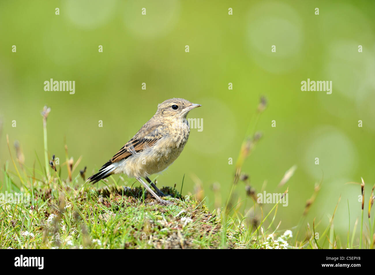 Juvenile wheatear oenanthe oenanthe hi-res stock photography and images ...