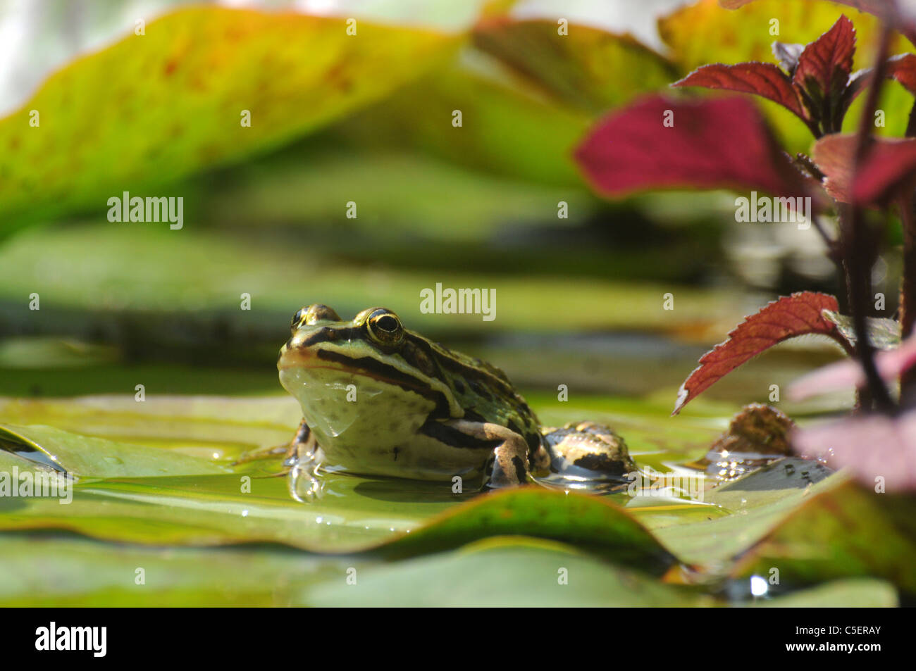 Frog waiting for insects hi-res stock photography and images - Alamy
