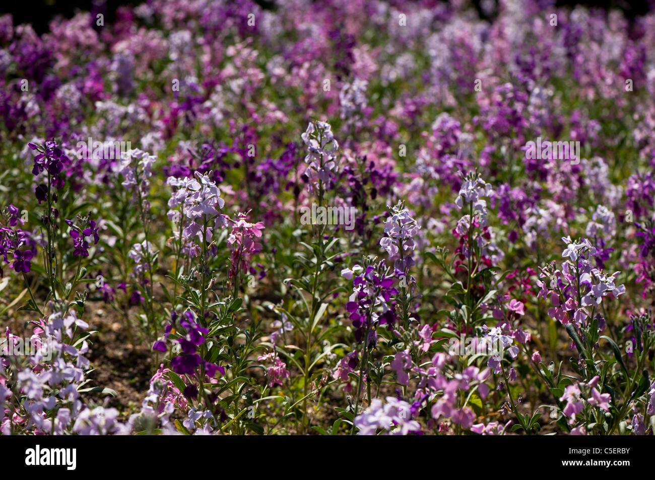 English wallflower in bloom hi-res stock photography and images - Alamy