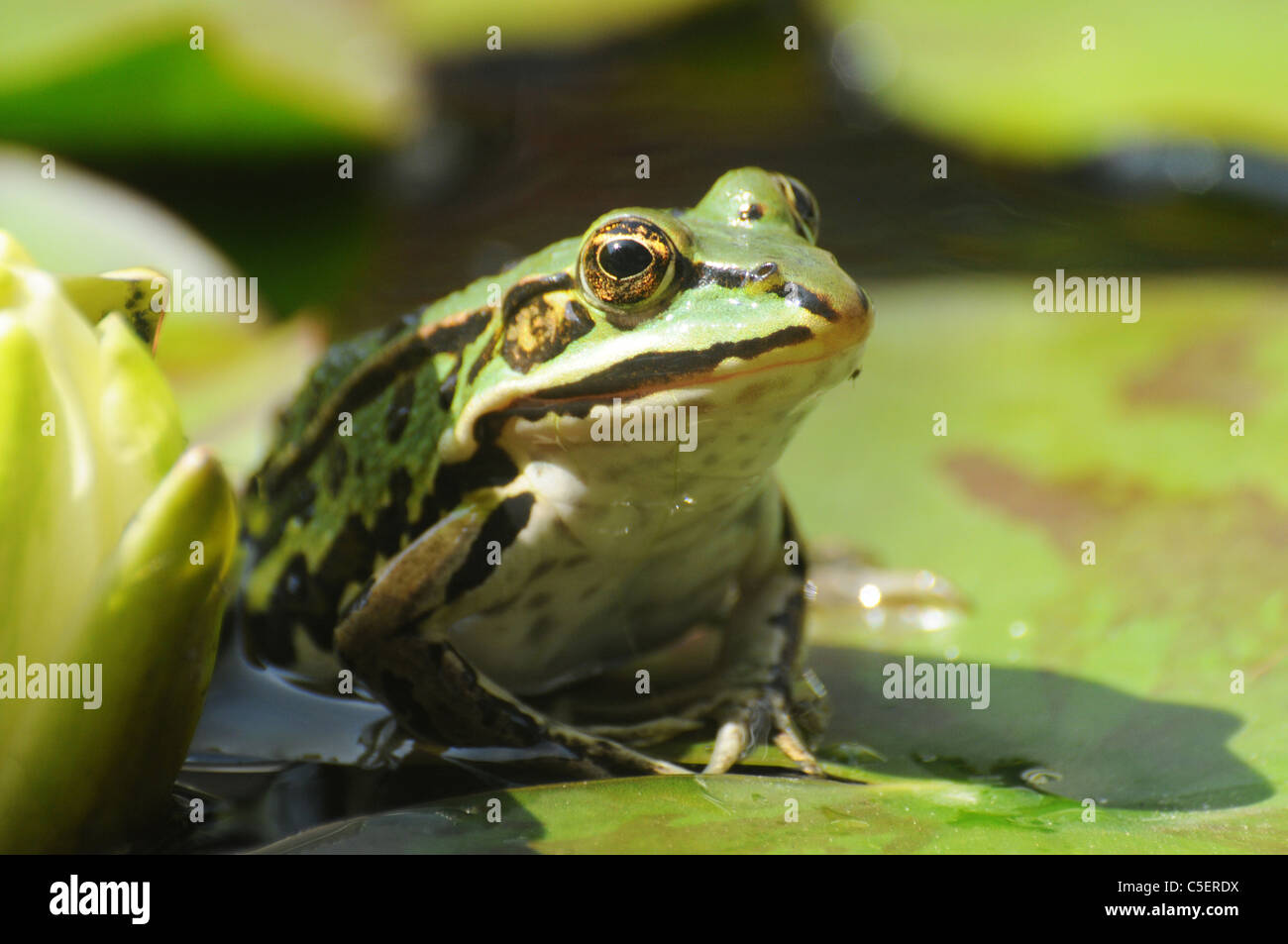 Frog waiting for insects hi-res stock photography and images - Alamy