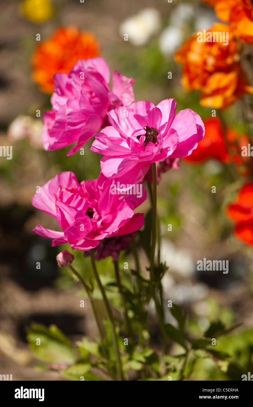 Bright pink Ranunculus in bloom Stock Photo - Alamy