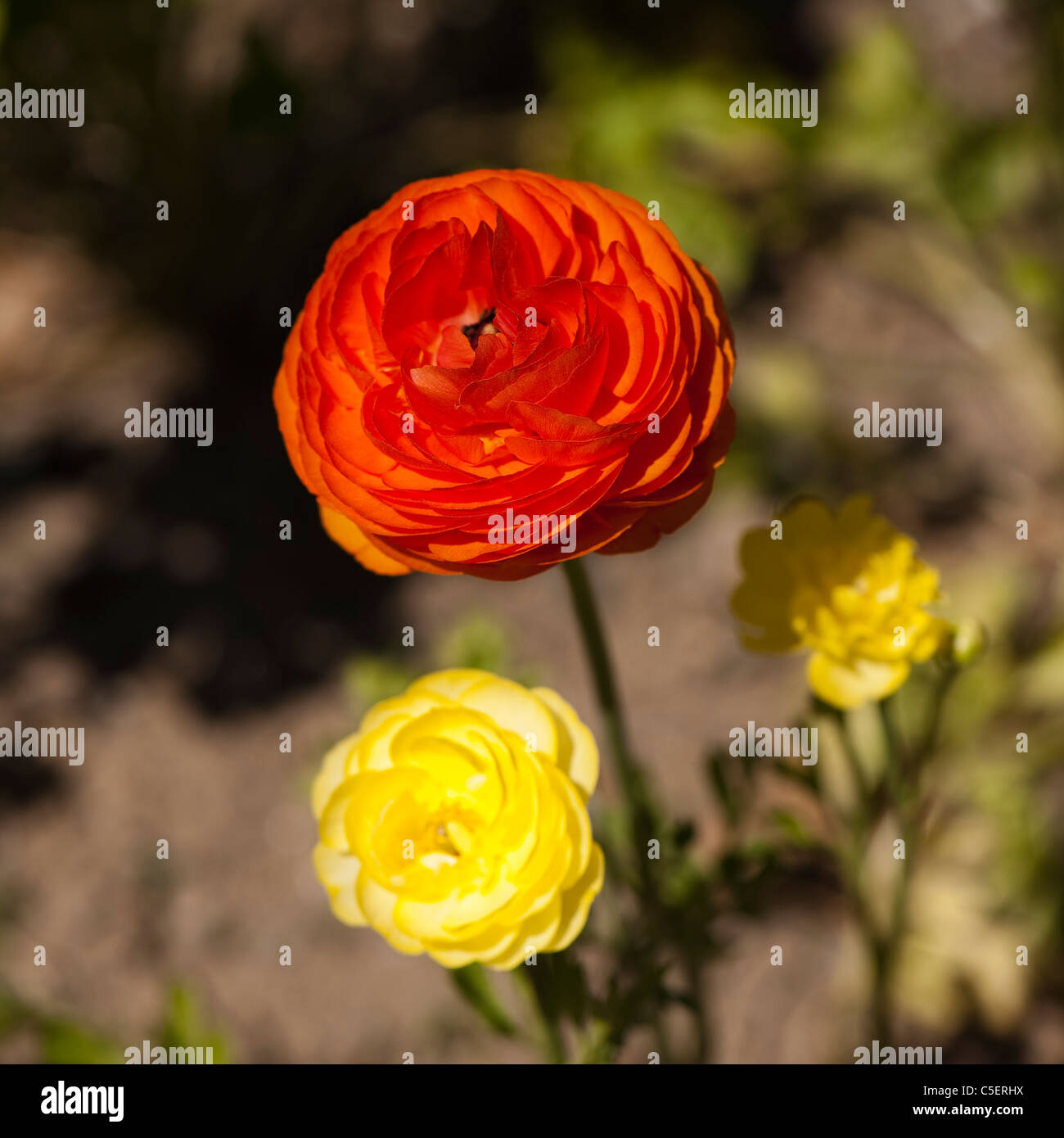 Bright orange Ranunculus in bloom Stock Photo - Alamy