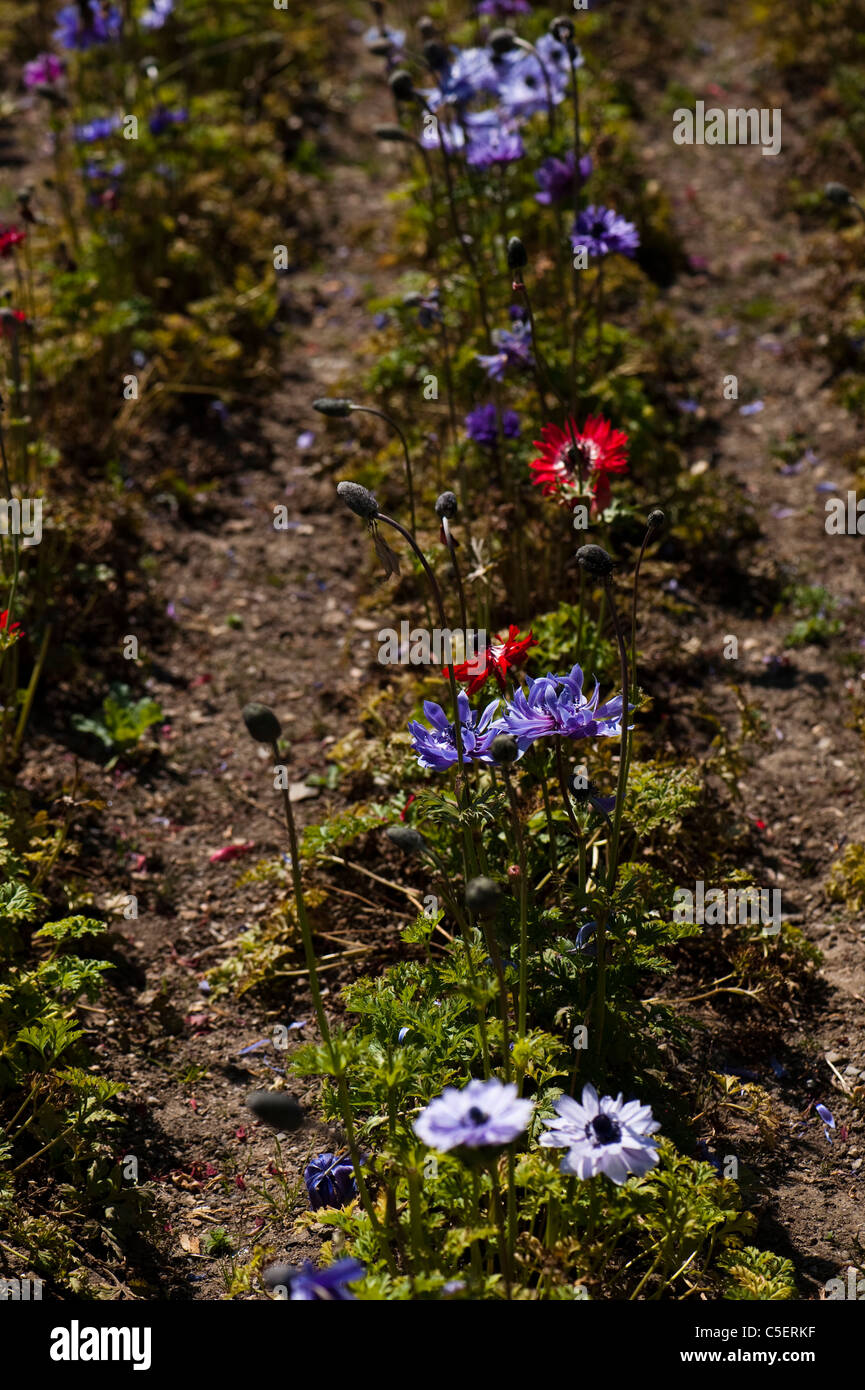 Mixed Anemone coronaria, 'St Brigid', Garden Anemones, in bloom Stock ...