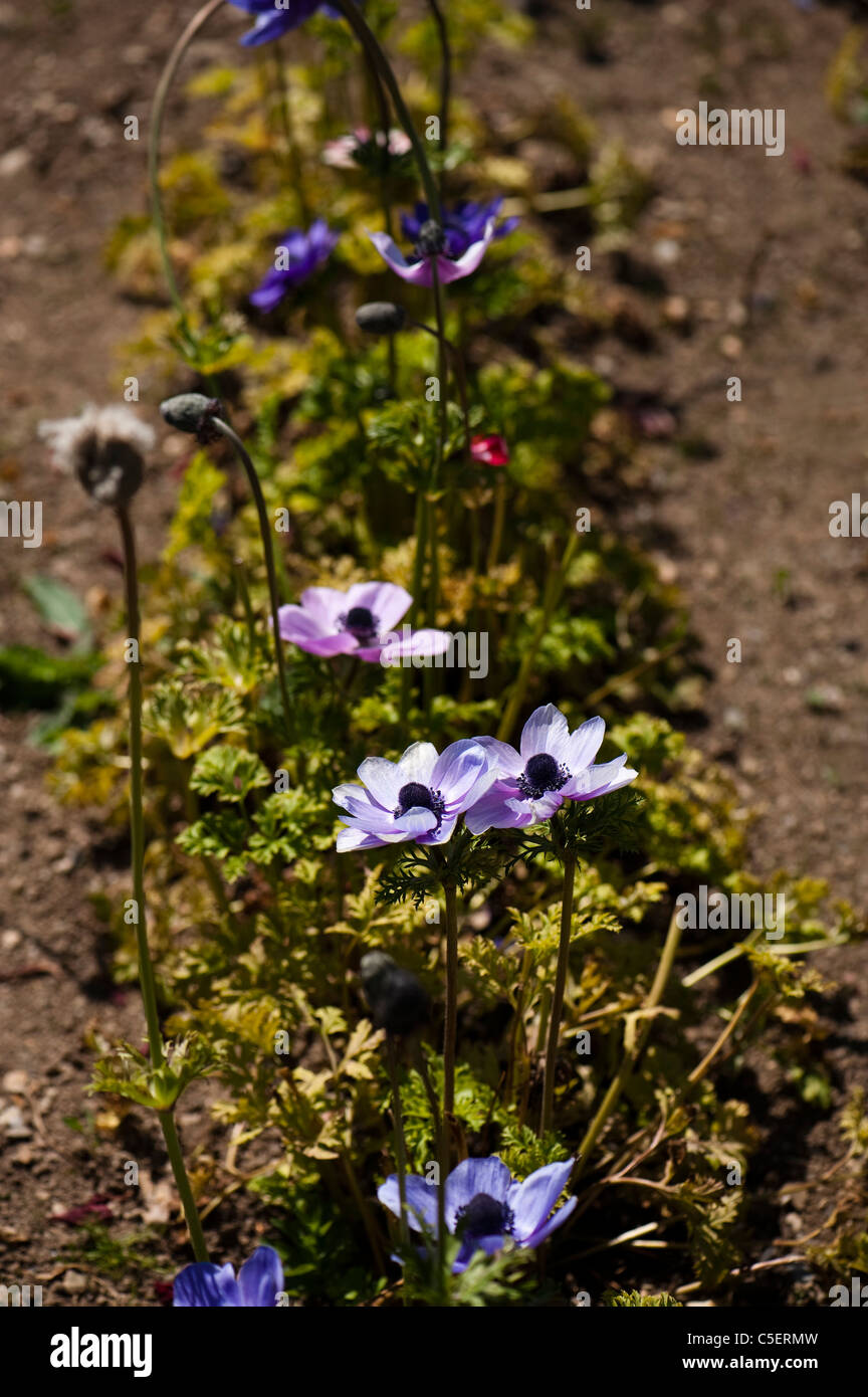 Violet anemones hi-res stock photography and images - Alamy