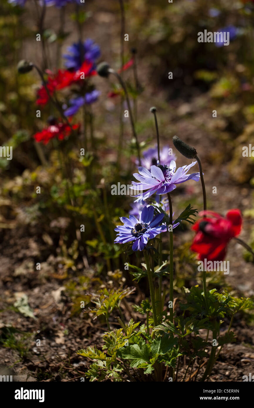 Mixed Anemone coronaria, 'St Brigid', Garden Anemones, in bloom Stock ...