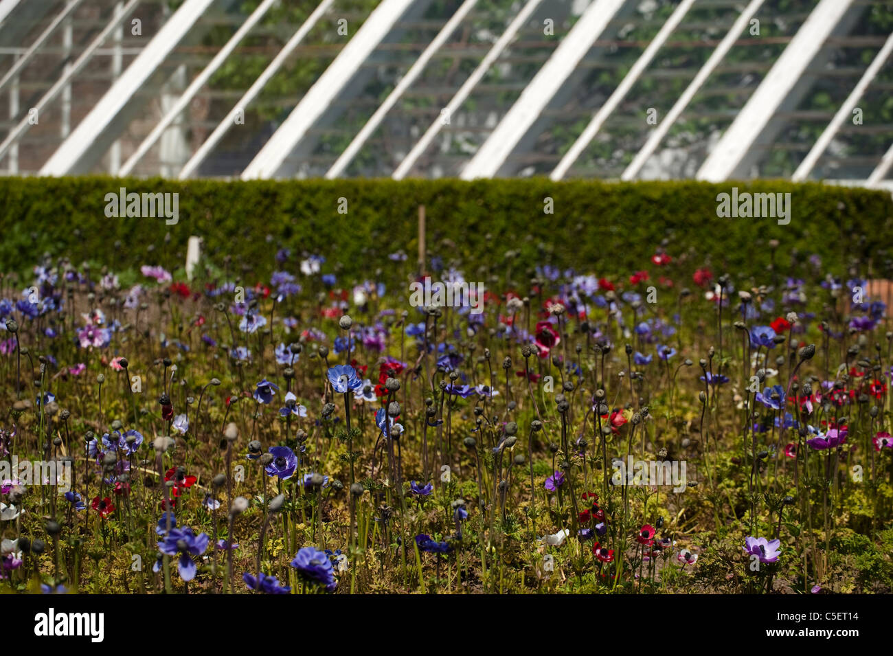 Mixed Anemone coronaria, 'St Brigid' and 'De Caen', Garden Anemones, in ...