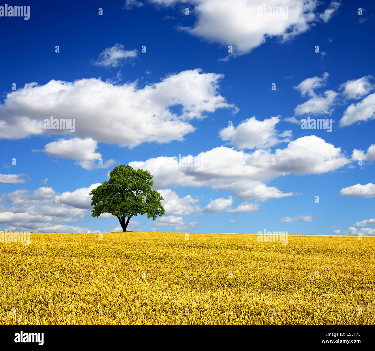 Summer landscape with green tree Stock Photo - Alamy