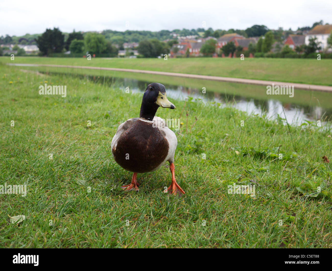 Waddling Duck