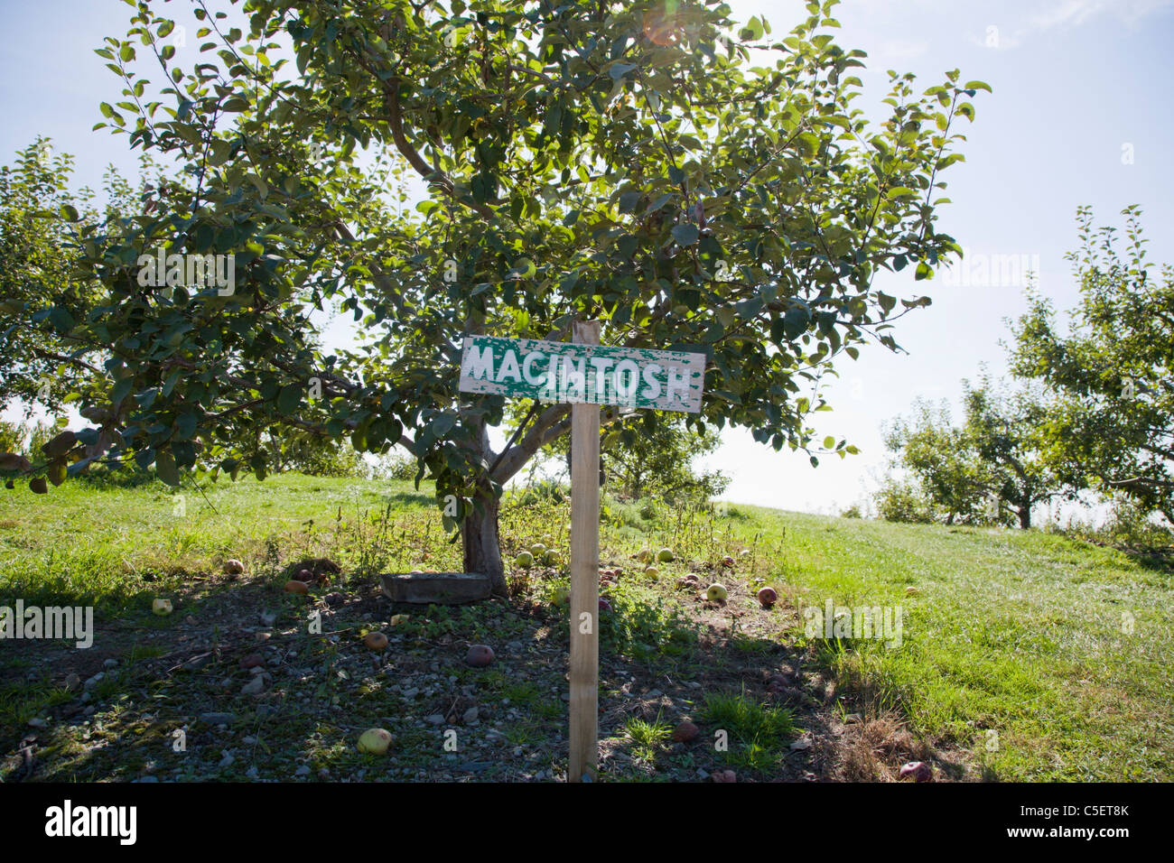 Macintosh trees in apple orchard FOR EDITORIAL USE ONLY Stock Photo - Alamy