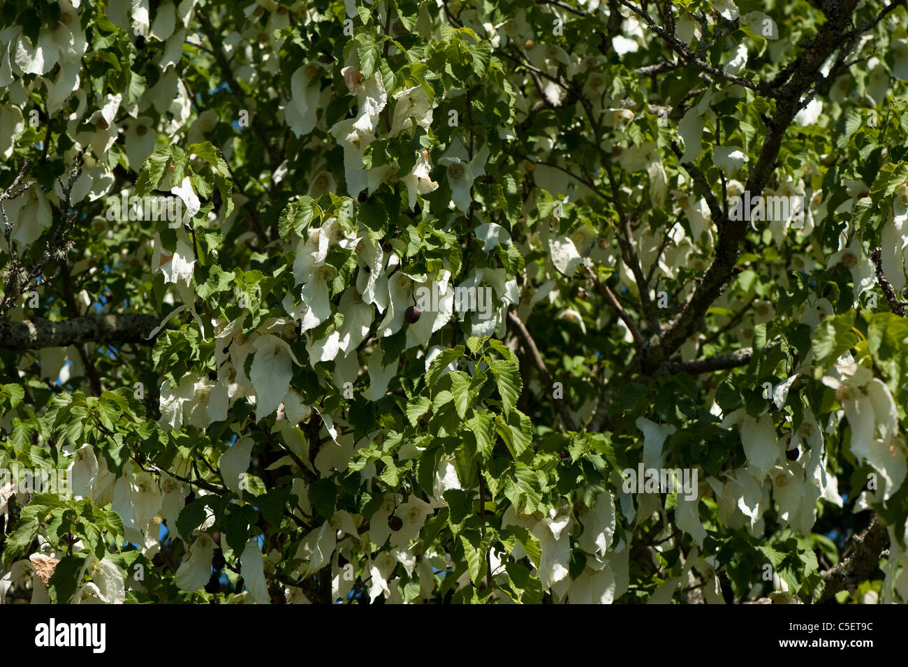 Davidia involucrata dove tree handkerchief tree hi-res stock ...