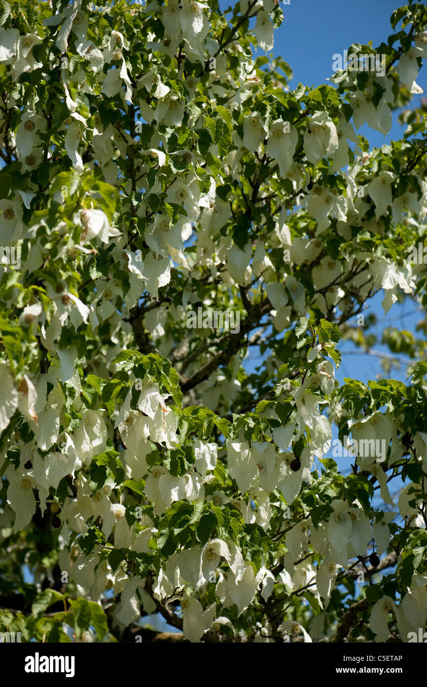 Dove or Handkerchief Tree, Davidia involucrata Stock Photo - Alamy