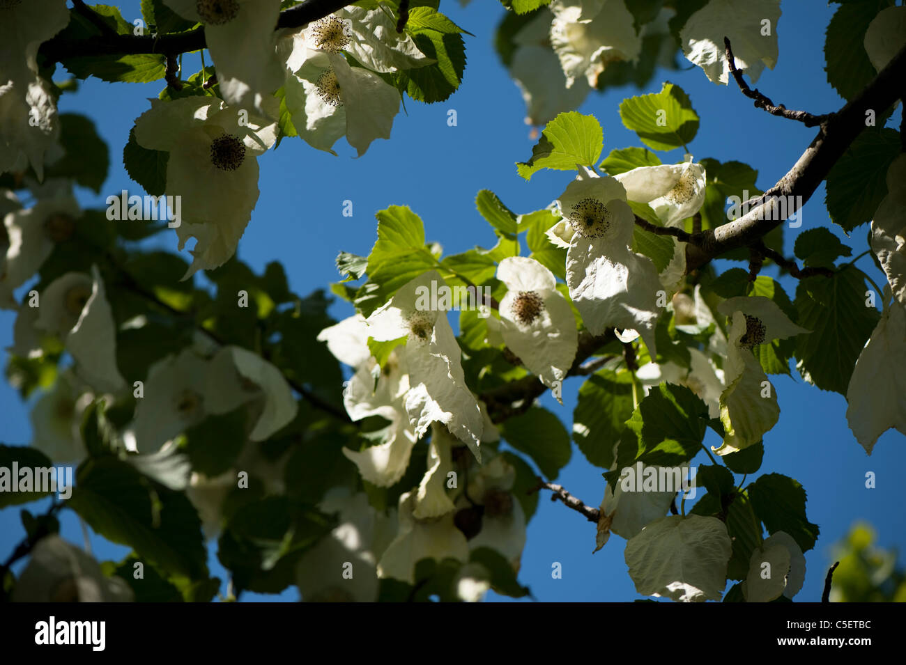 Davidia involucrata dove tree handkerchief tree hi-res stock ...