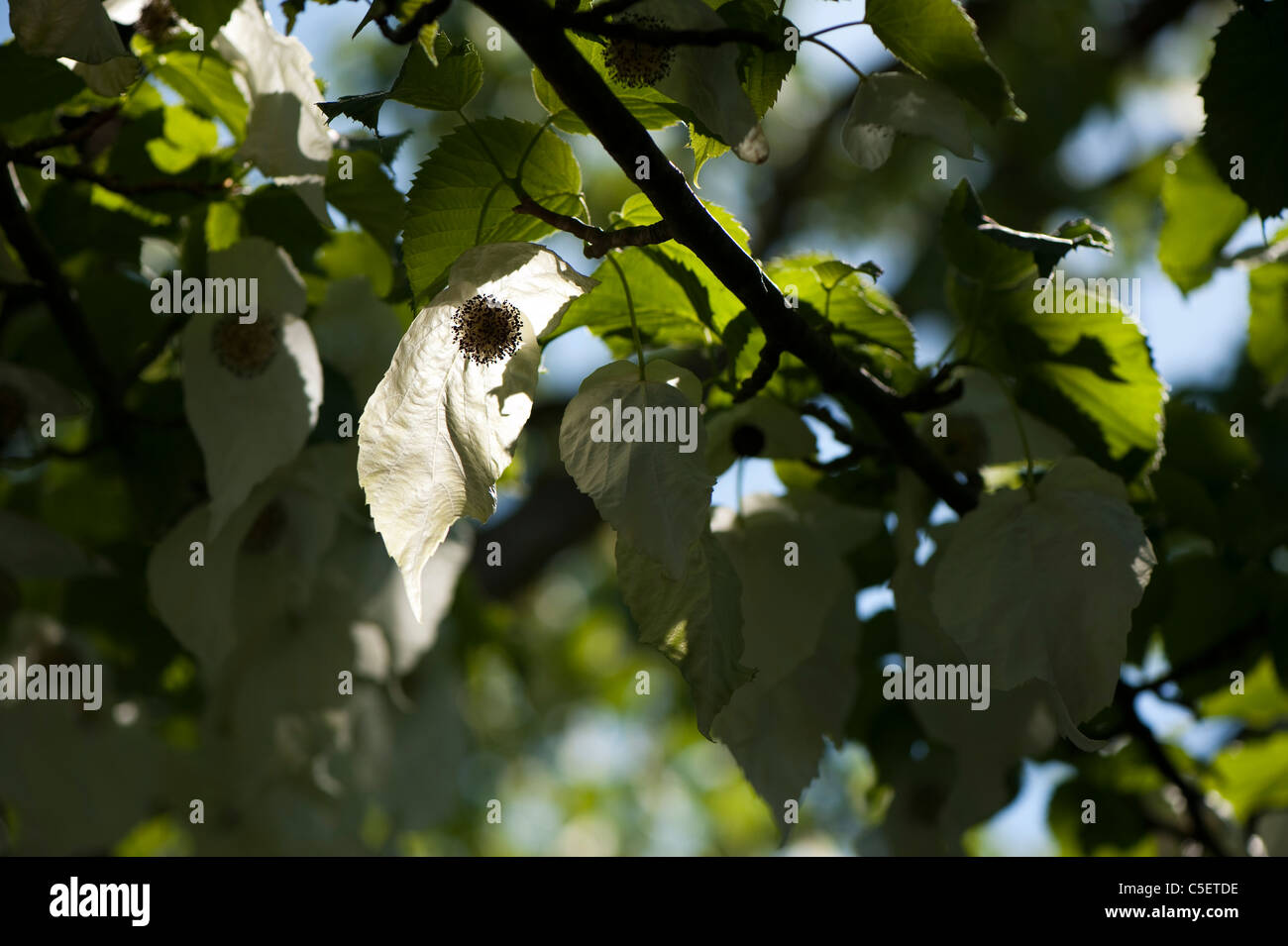 Dove or Handkerchief Tree, Davidia involucrata Stock Photo - Alamy