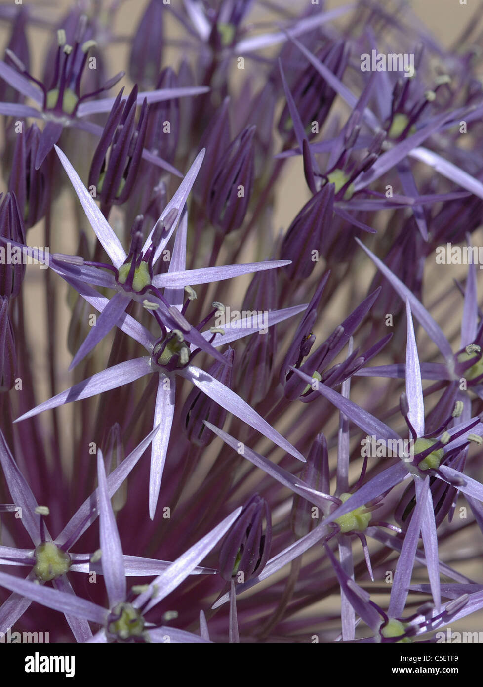 Purple Alium taken in country garden. UK. Macro image Stock Photo - Alamy