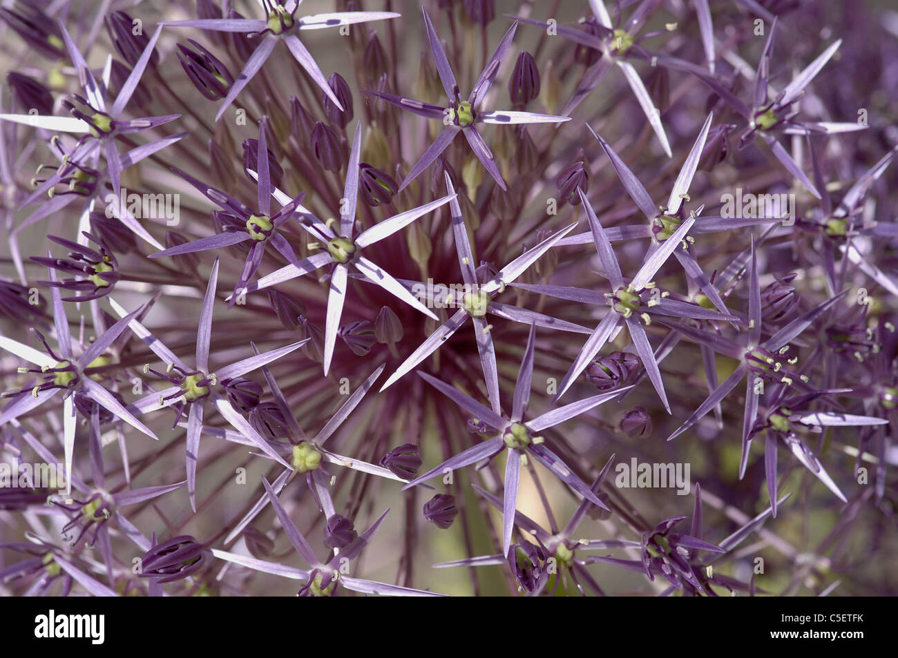 Purple Alium taken in country garden. UK. Macro image Stock Photo - Alamy