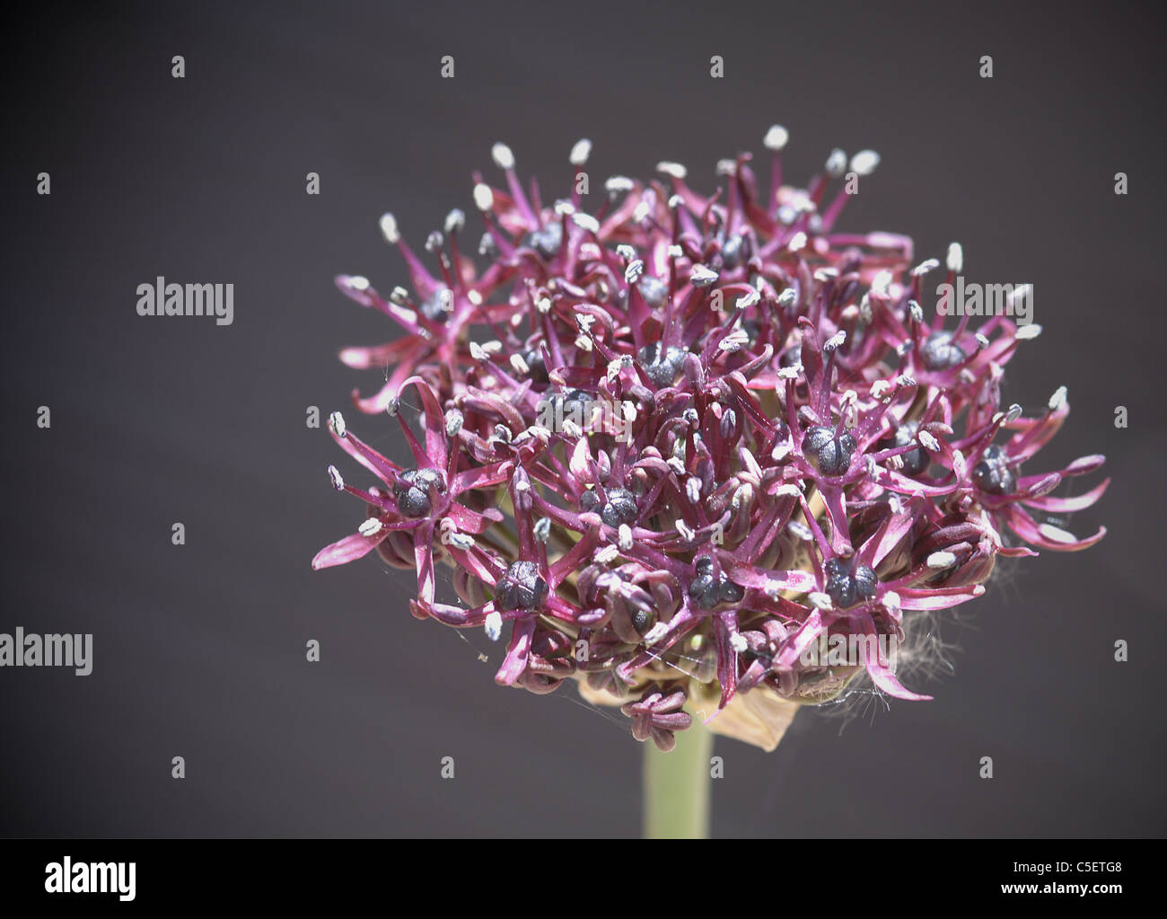 Purple Alium taken in country garden. UK. Macro image Stock Photo - Alamy