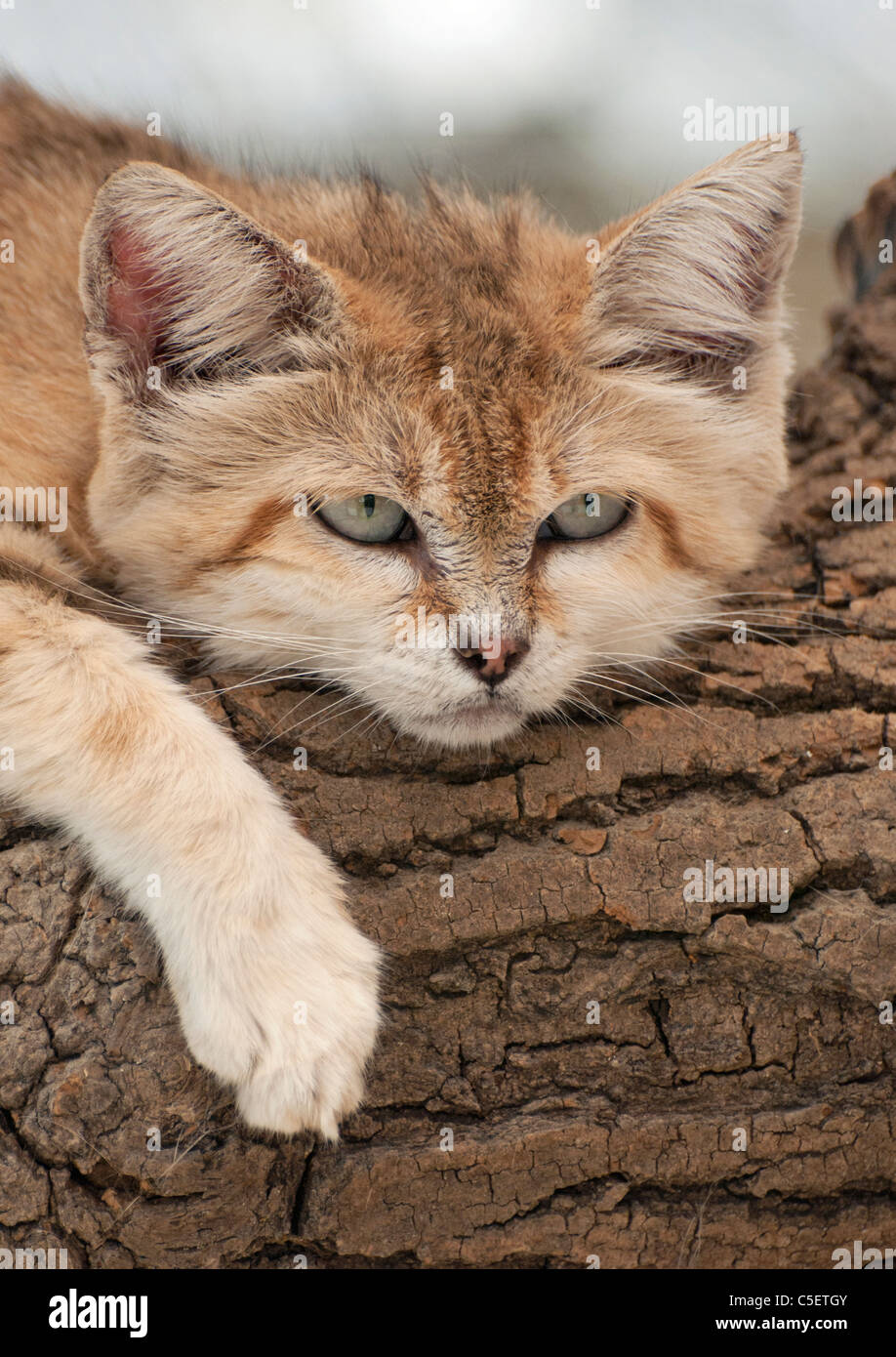 Branch male cat hi-res stock photography and images - Alamy