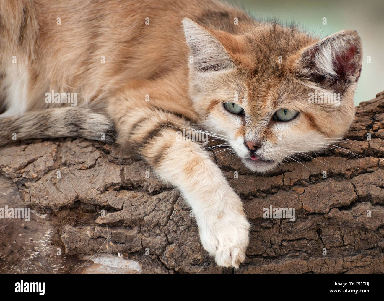 Male Arabian sand cat relaxing on a branch Stock Photo - Alamy