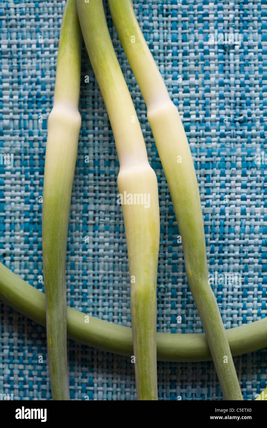 Garlic scape hi-res stock photography and images - Alamy